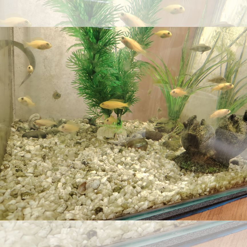 Мальки цихлид