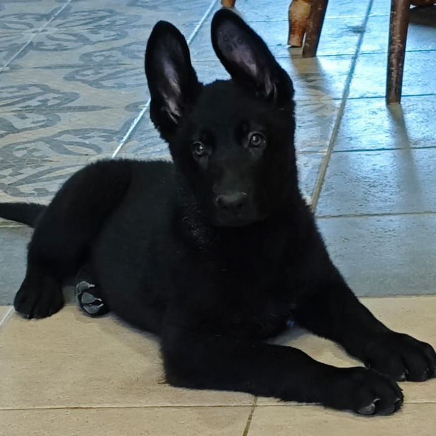 Восточноевропейская овчарка, щенок