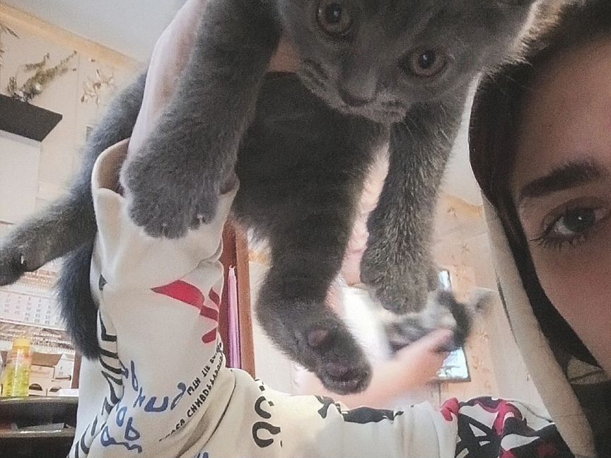 Шотландские котята