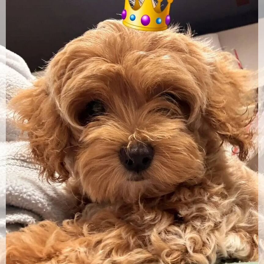 Мальтипу, щенок