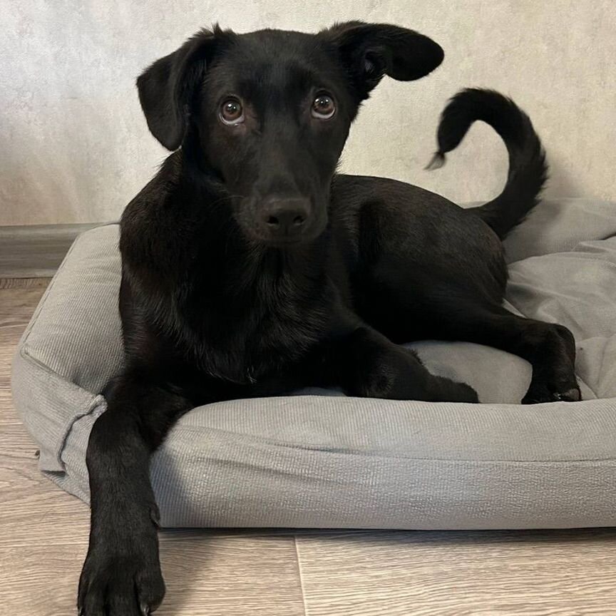 Щенок в добрые руки