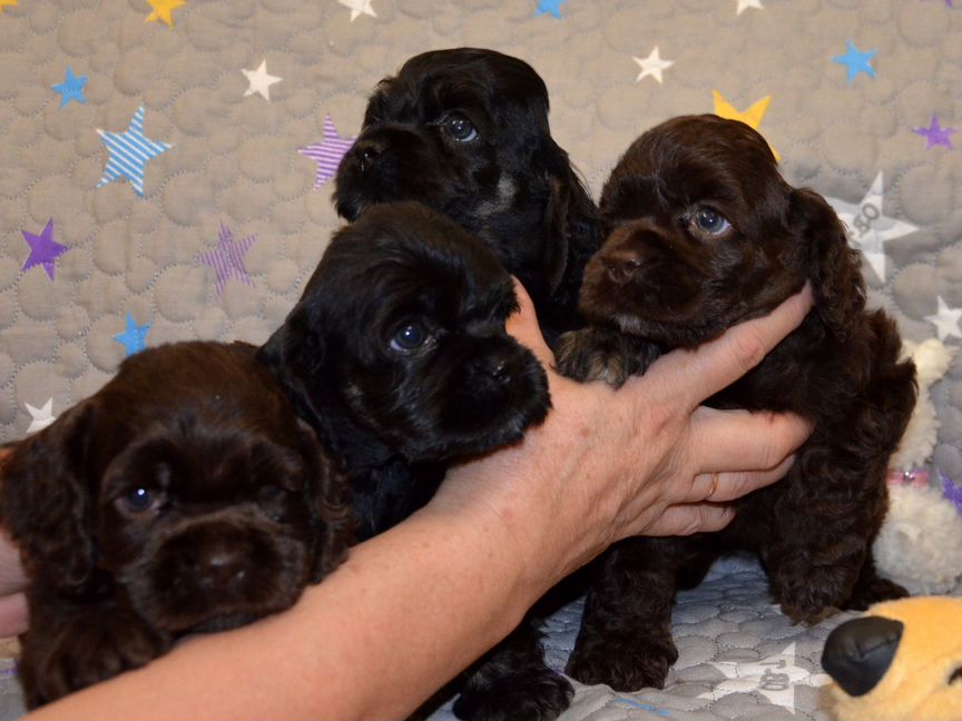 Американские кокер спаниели