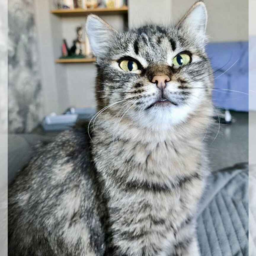 Сибирская, взрослая кошка