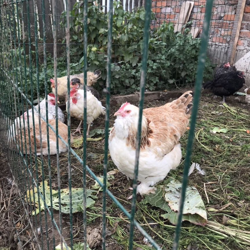 Куры Фавероль