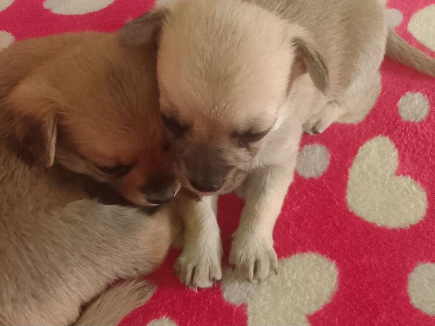 Карликовый пинчер