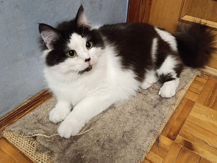 Котик мега ласковый в добрые руки