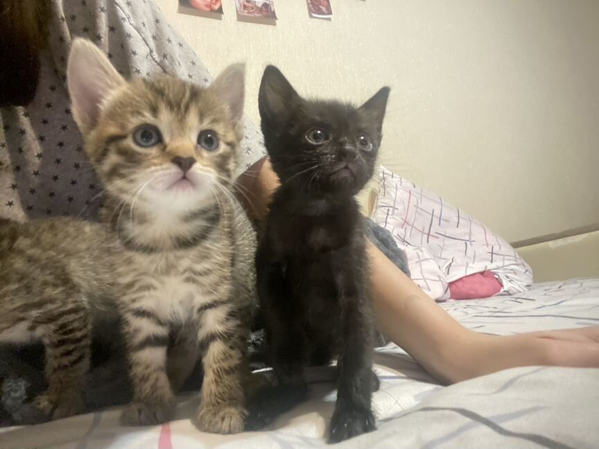 Котята бесплатно