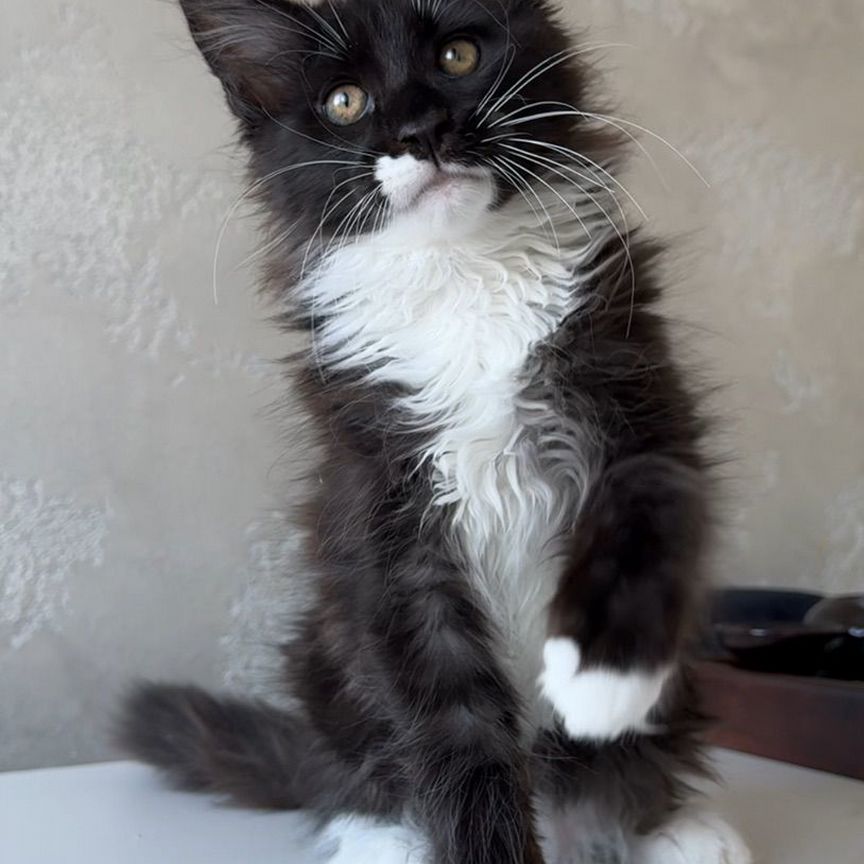 Мейн кун котик