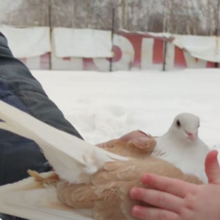 Продажа голубей