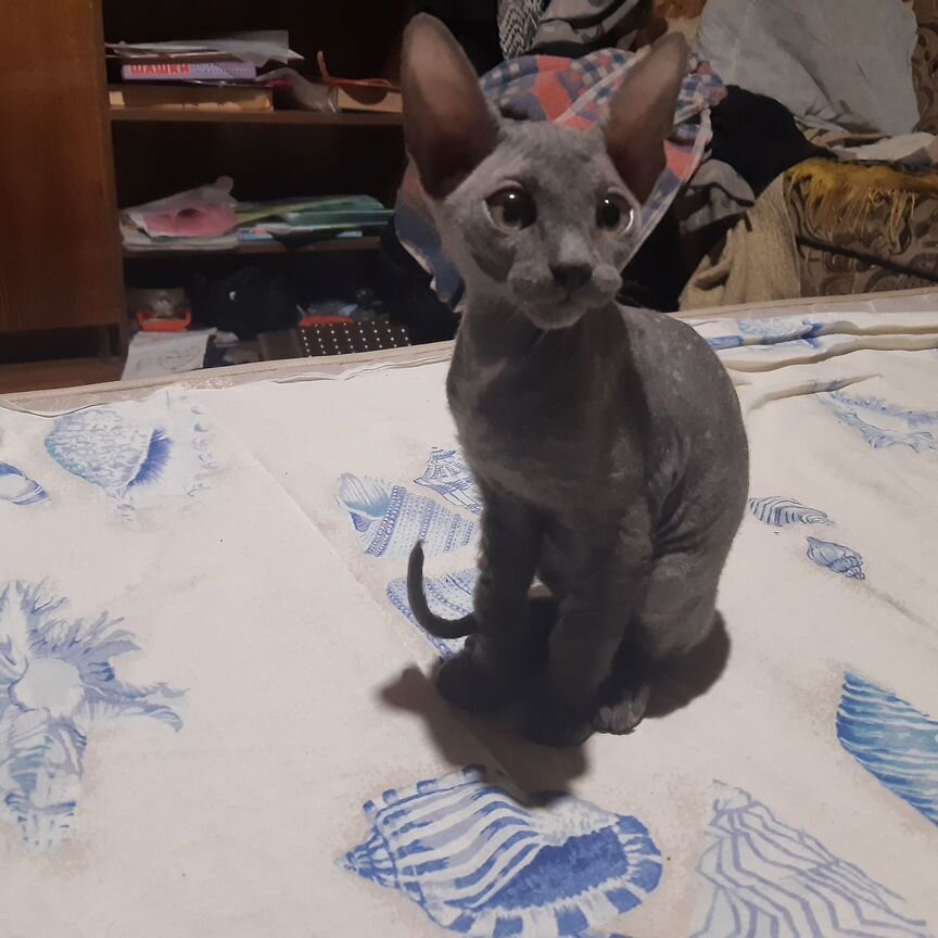 Котята сфинкс