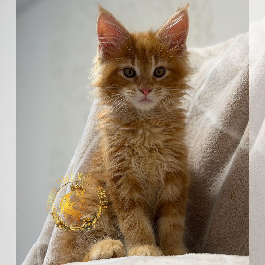 Мейн-кун котёнок