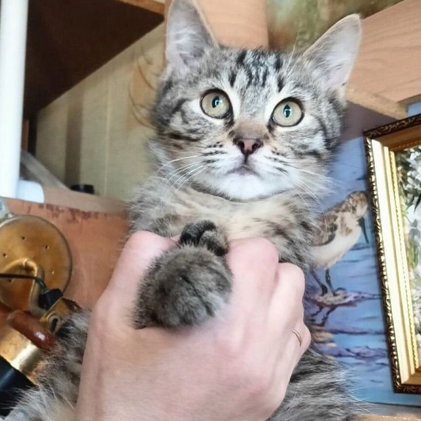 Котёнок в добрые руки