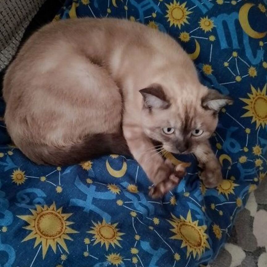 Британский кот в добрые руки