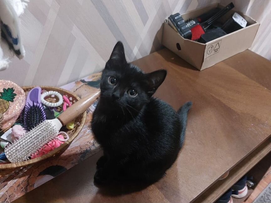 Котята метисы