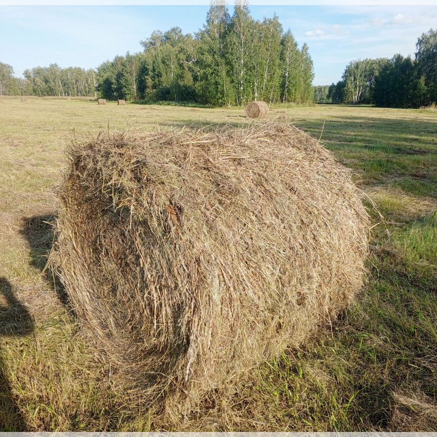Продам сено в рулонах.или обменяю на крс