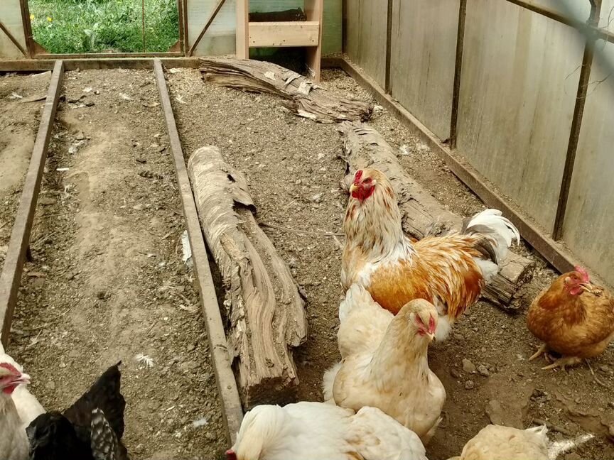 Куры несушки