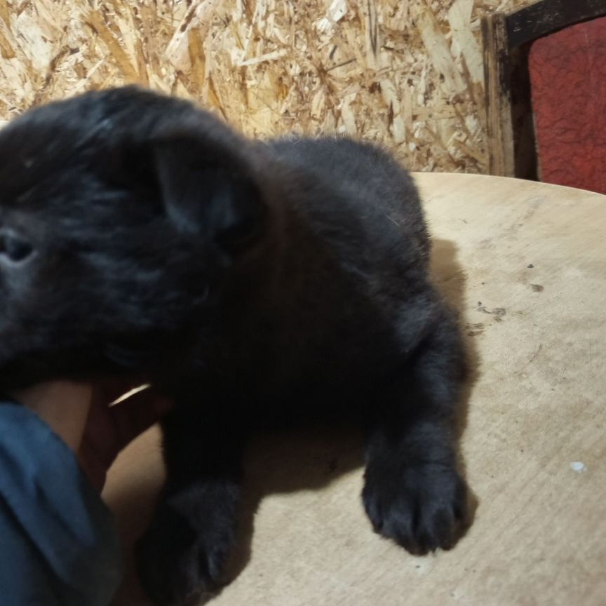 Щенок в добрые руки бесплатно