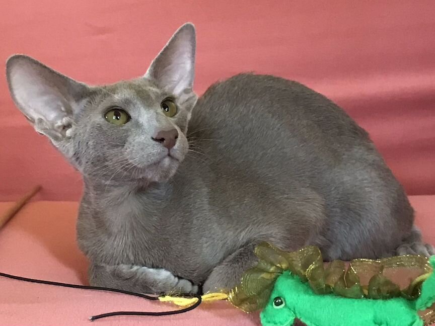 Ориентальный котик