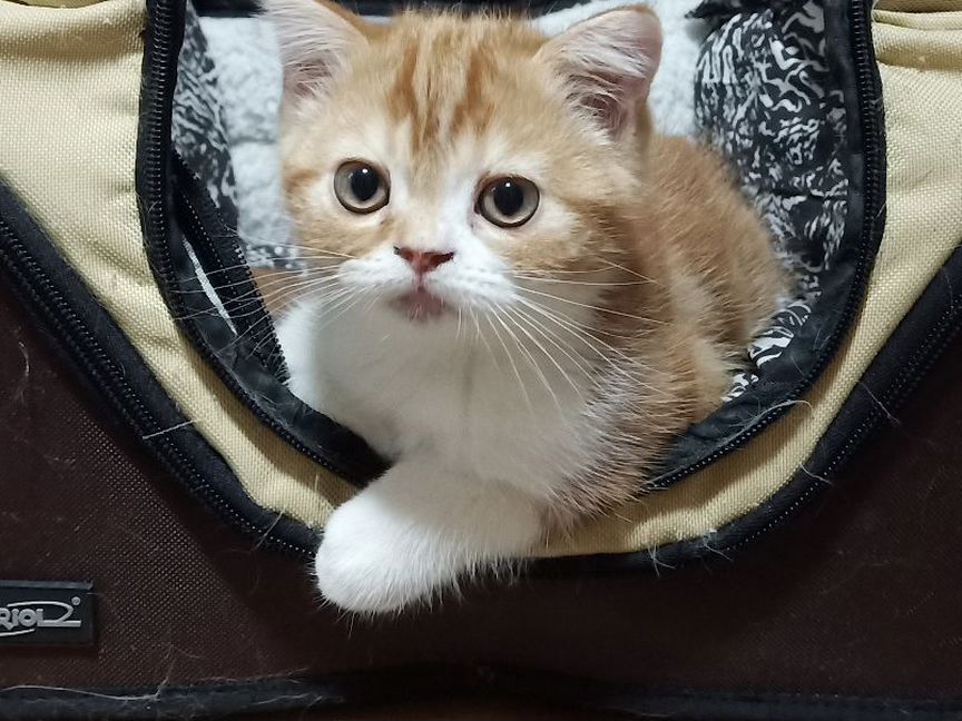 Шотландские прямоухие котята