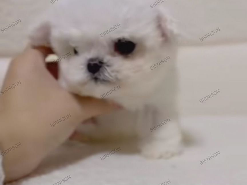 Мальтипу (белоснежная девочка)