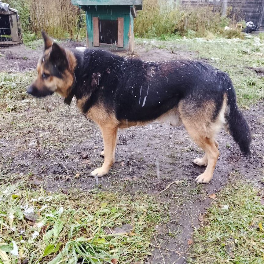 Пес цепной Ричард