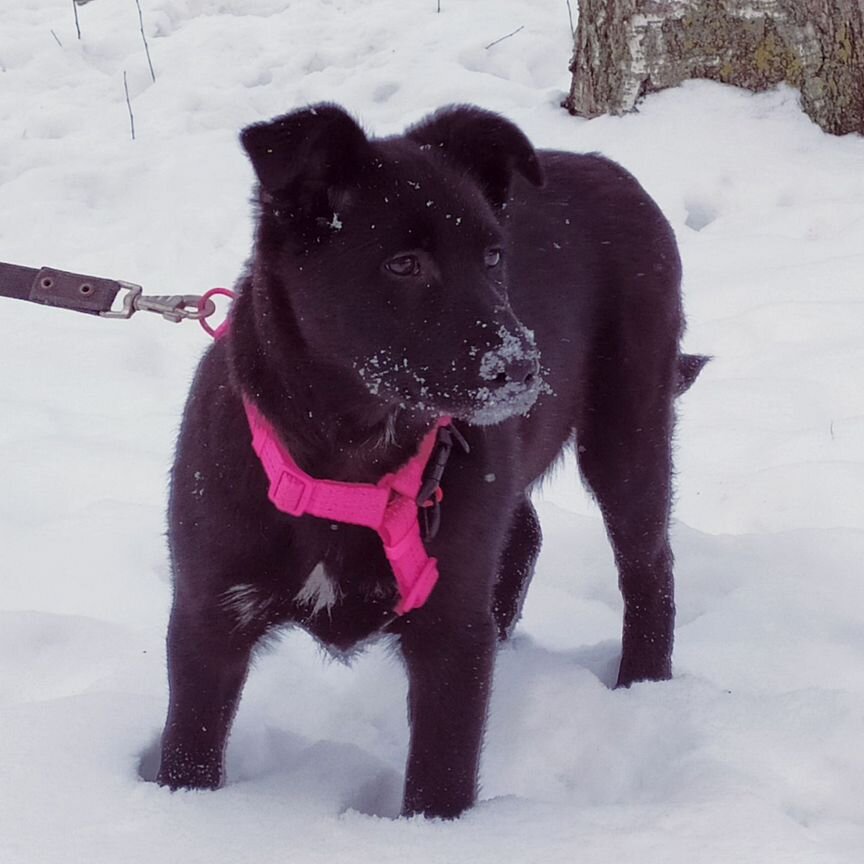 Щенки в добрые руки