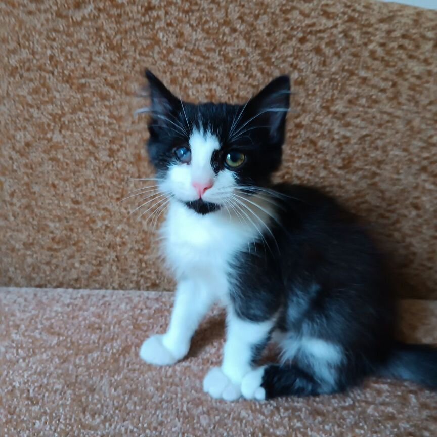 Отдам бесплатно