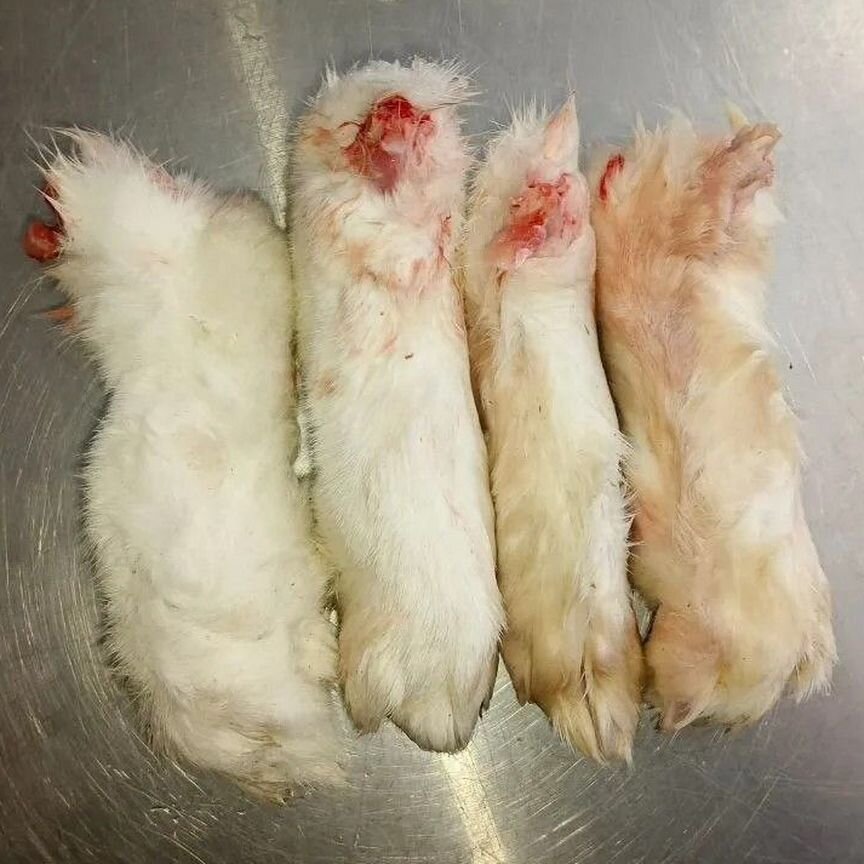 Лапа кролика