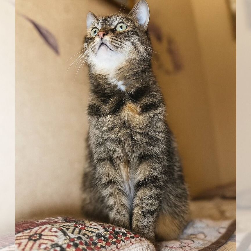 Взрослая, кошка в добрые руки