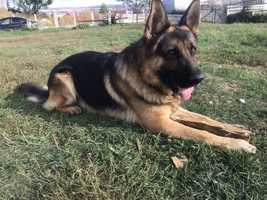Немецкая овчарка