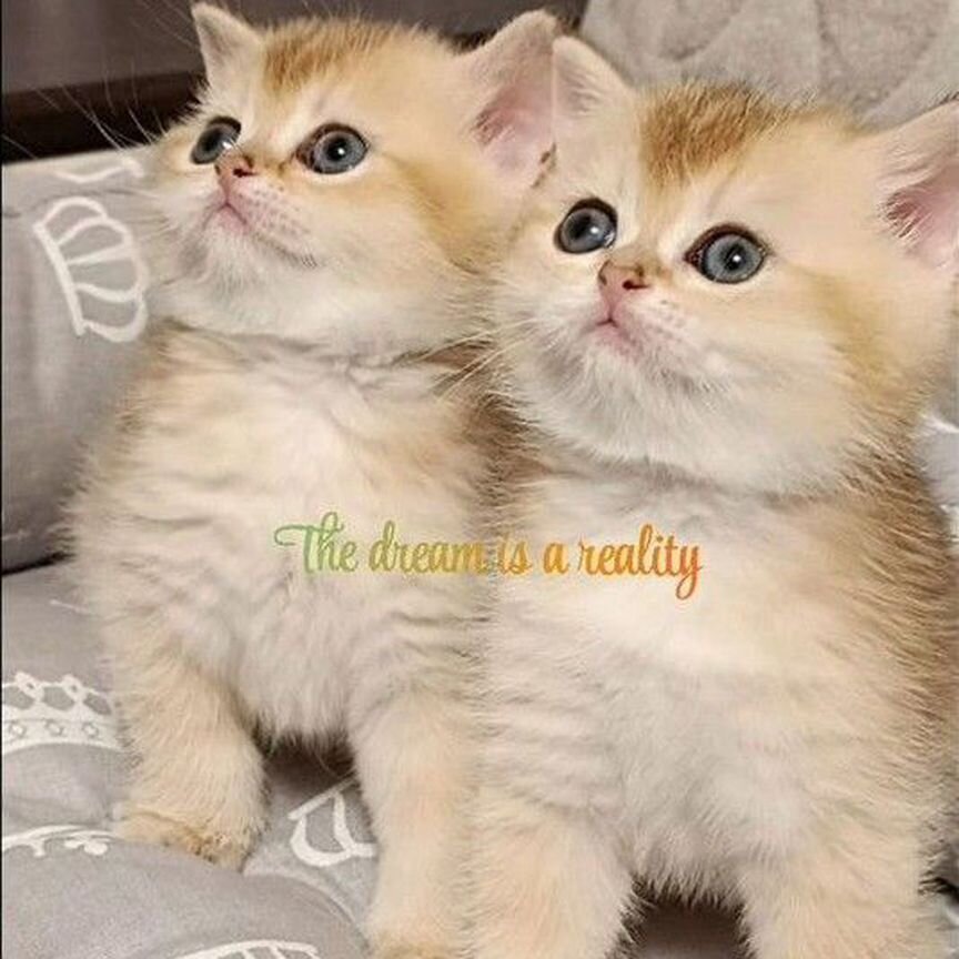 Шотландские Золотые Шиншиллы котята