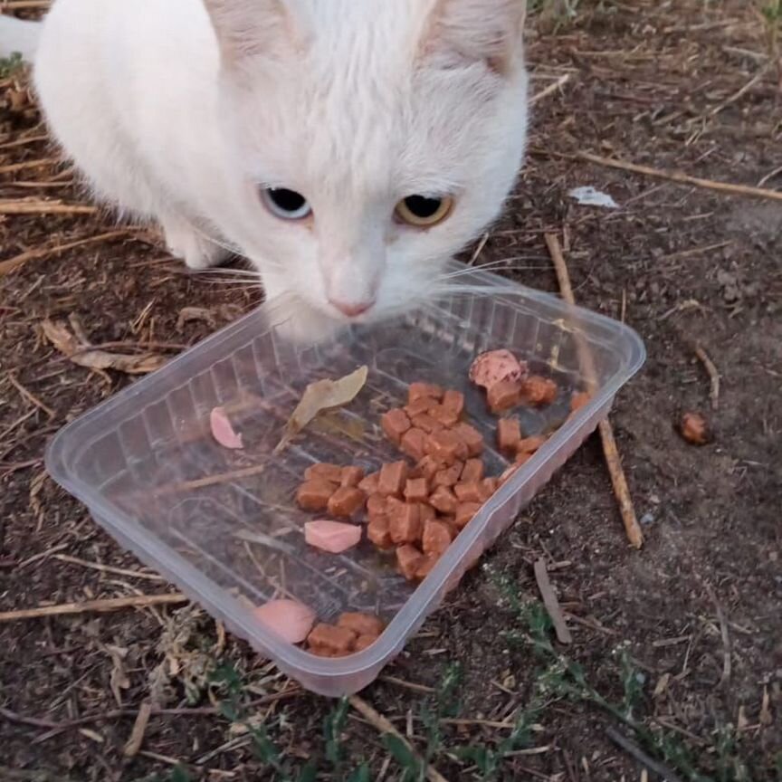 Кошечка разноглазая может кто знает чья