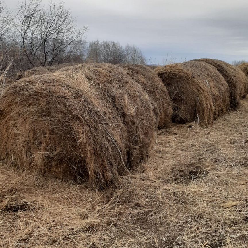 Продам сено в рулонах