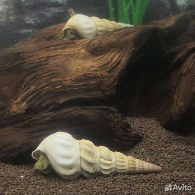 Улитки Геркулес