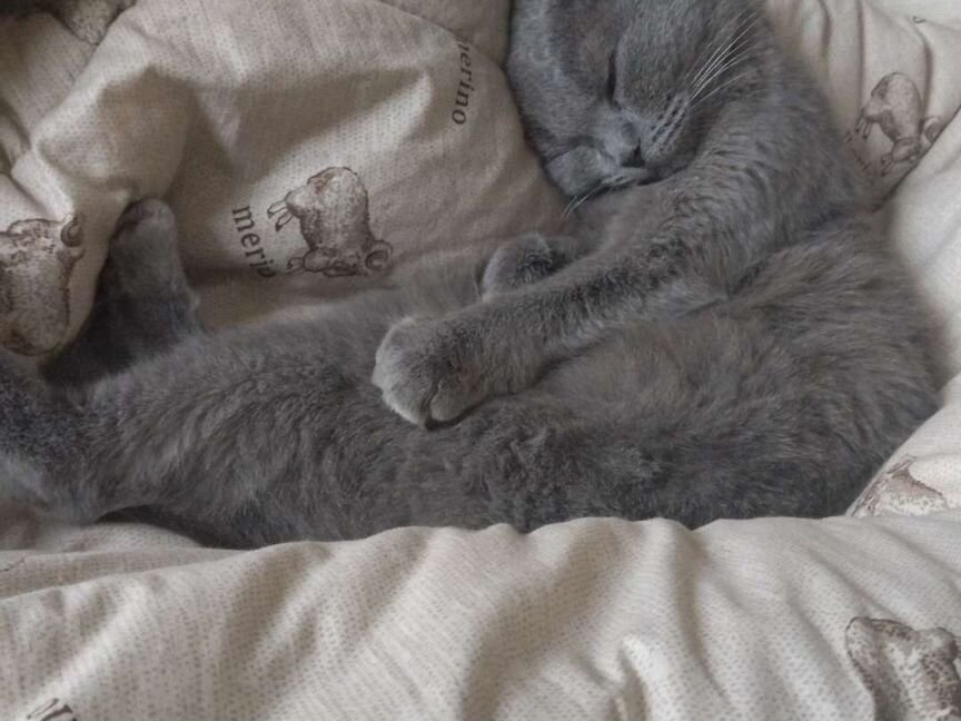 Продаются котята