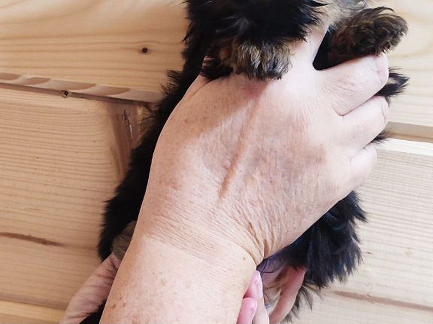 Йоркширский терьер щеночки