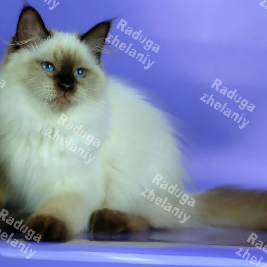 Синеглазый комочек счастья