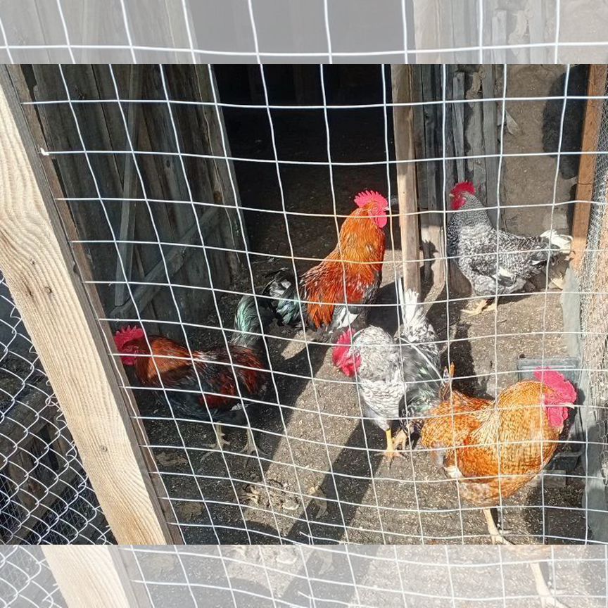 Продам петухов