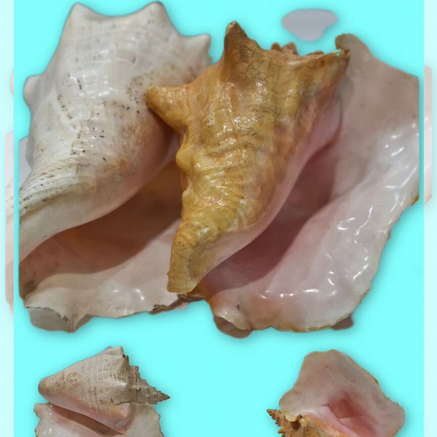 Морские раковины Стромбус (Королевский Конх)