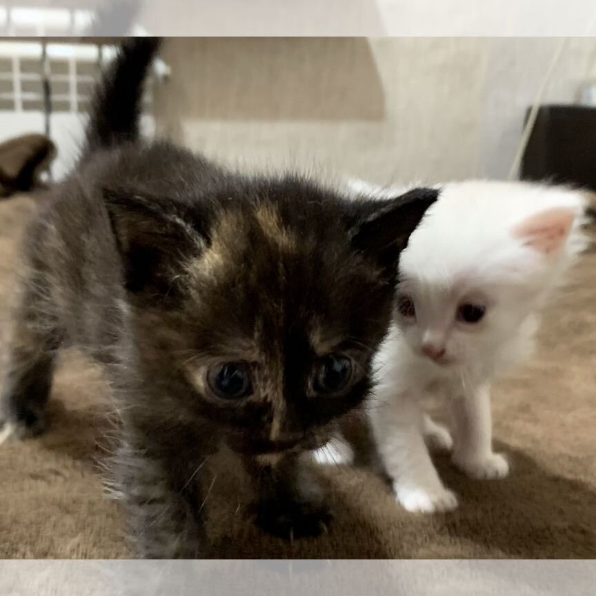 Котята