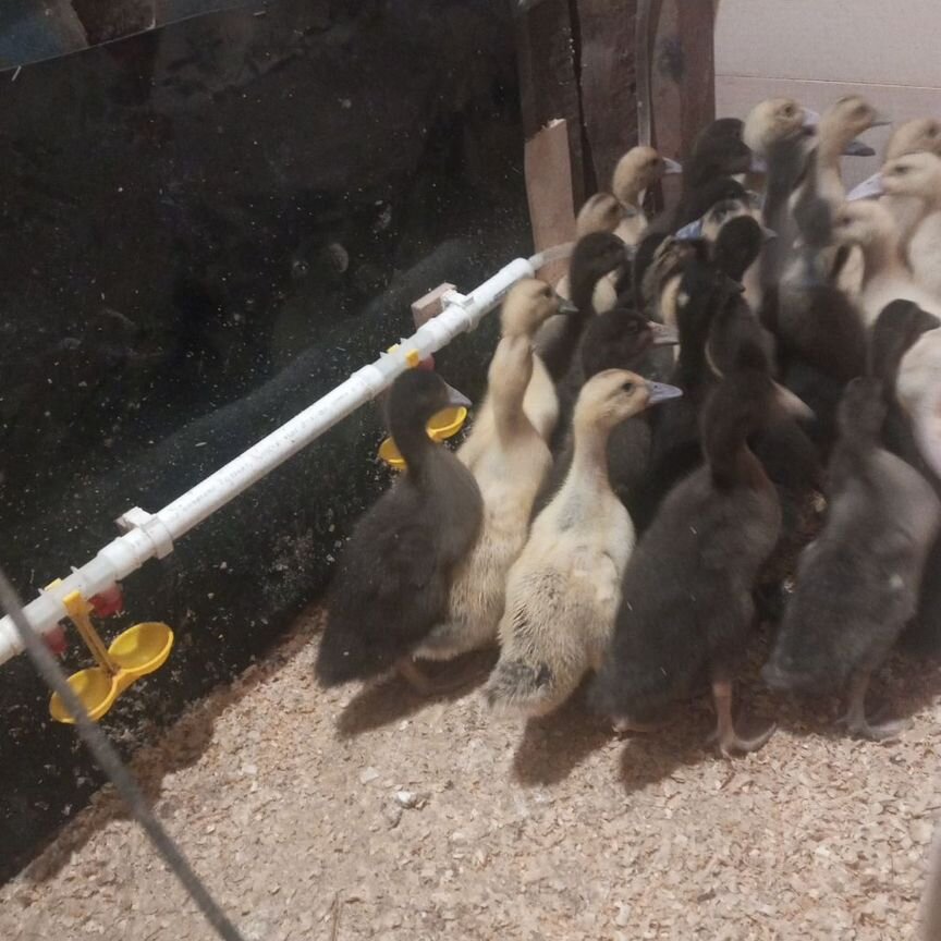 Утята муларды