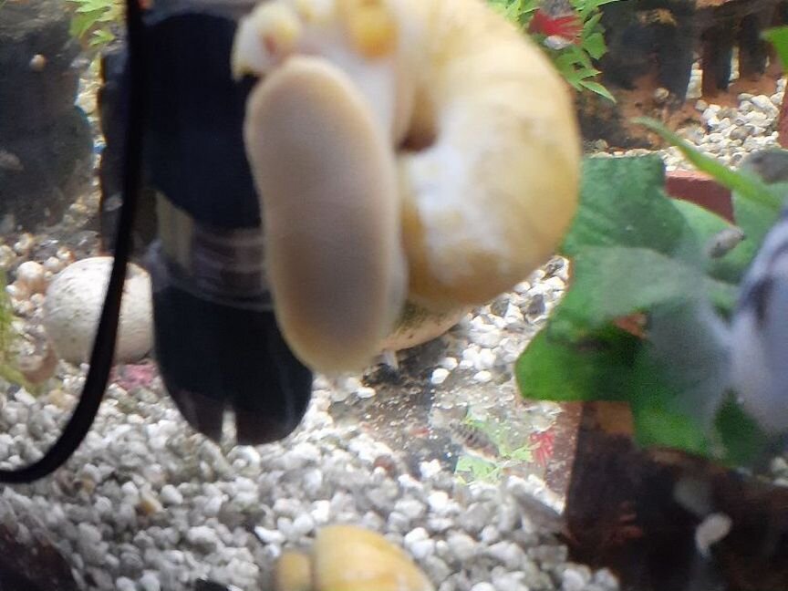 Улитки ампулярии отдам