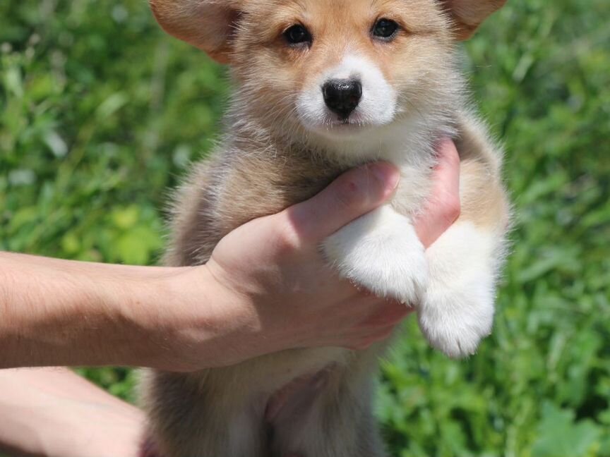 Вельш-корги пемброк