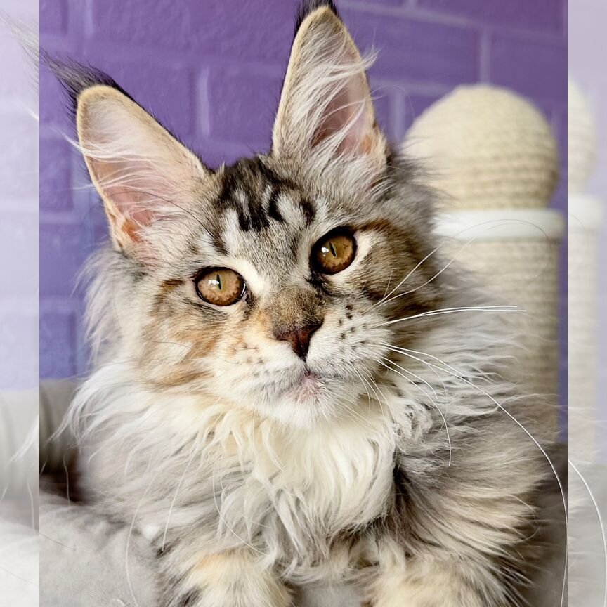 Мейн-кун котёнок