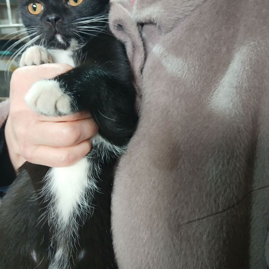 Кошка в добрые руки