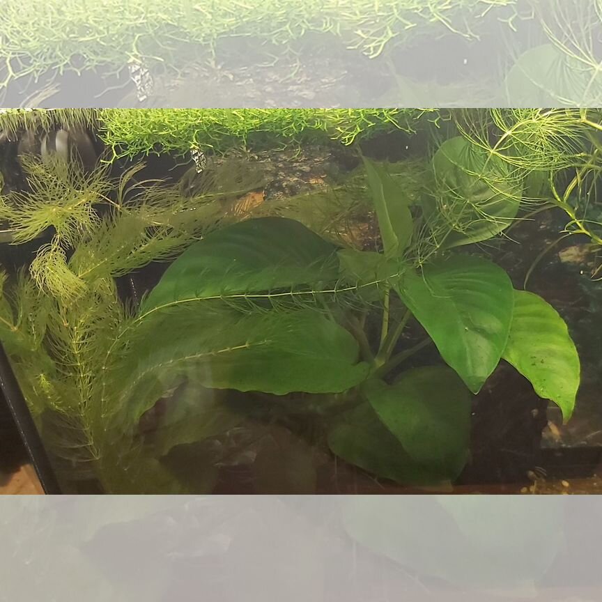 Аквариумное растение