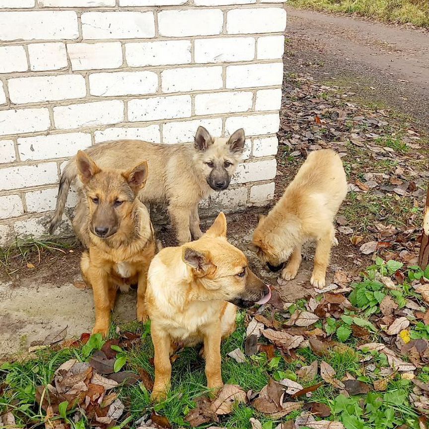 Щенки в добрые руки