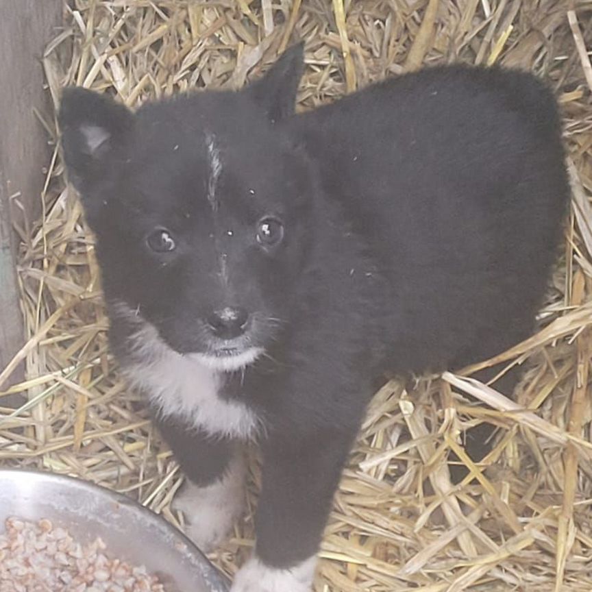 Лайка, щенок