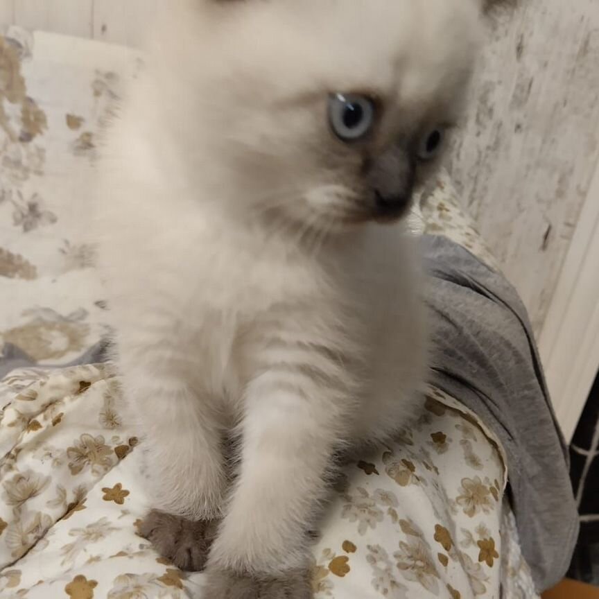 Продажа шотландских котят