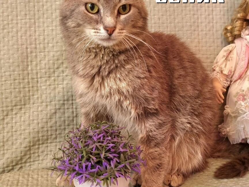 Кот